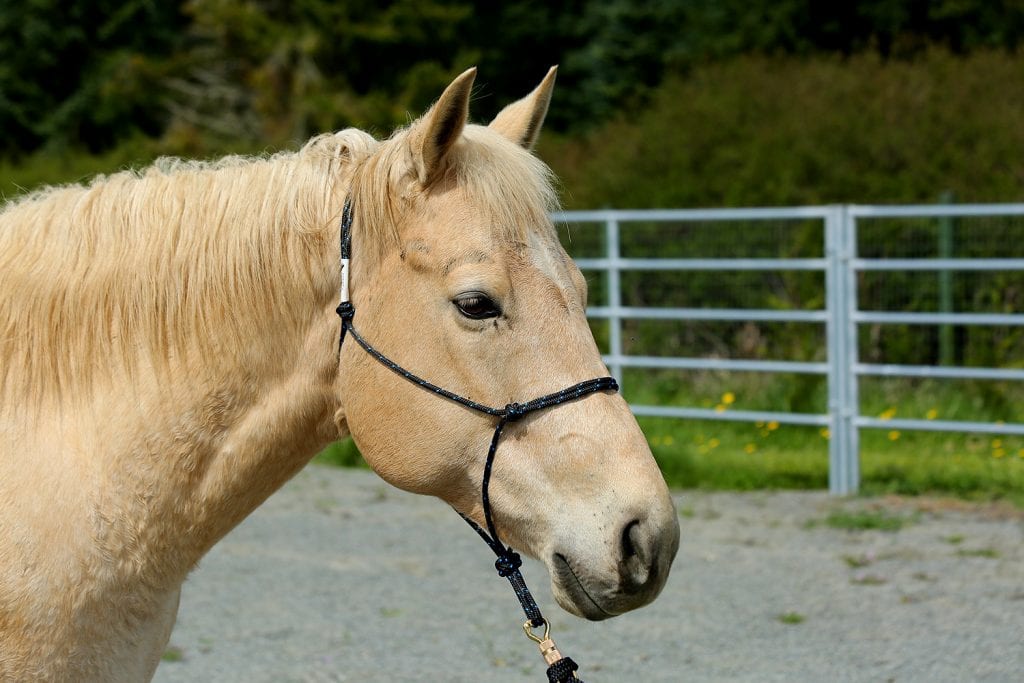 Build A Halter Lead Line - Donkey Whisperer Farm