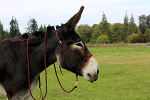 Build A Halter Lead Line - Donkey Whisperer Farm