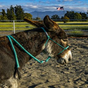 Donkey Whisperer Farm
