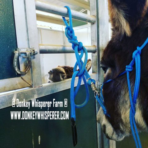 Donkey Halter Standard Combo - Donkey Whisperer Farm