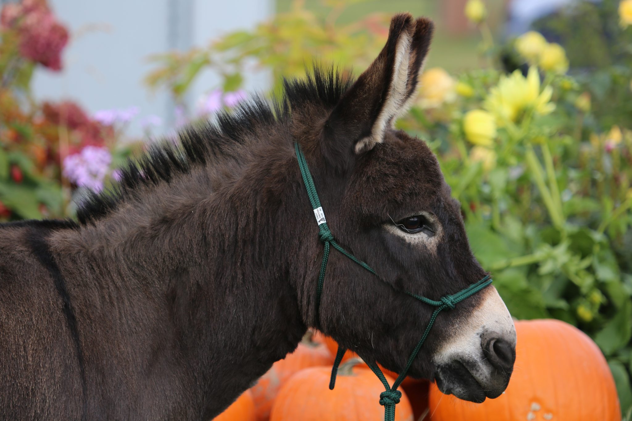 Miniature Donkey Halters