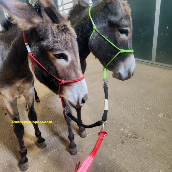 Link Line Donkey - Donkey Whisperer Farm