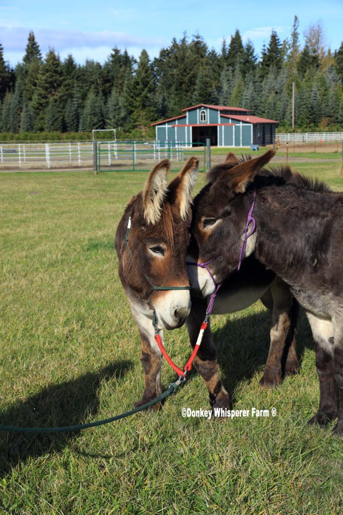 Link Line Donkey - Donkey Whisperer Farm