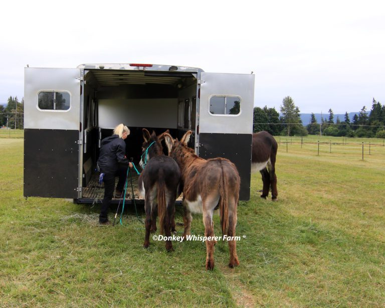 Donkey Training Trailer Loading - Donkey Whisperer Farm