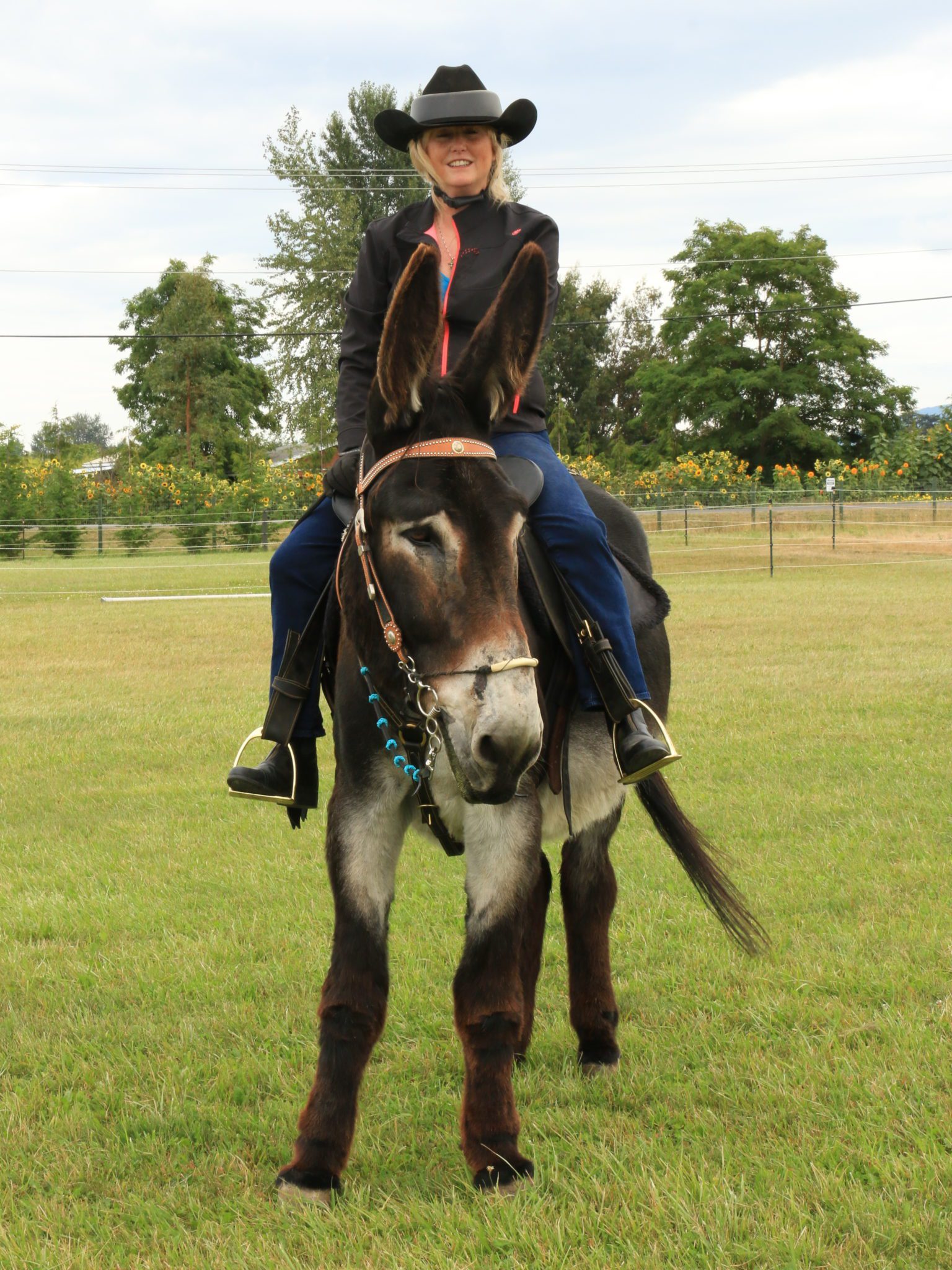 Donkey Training 102 - Donkey Whisperer Farm