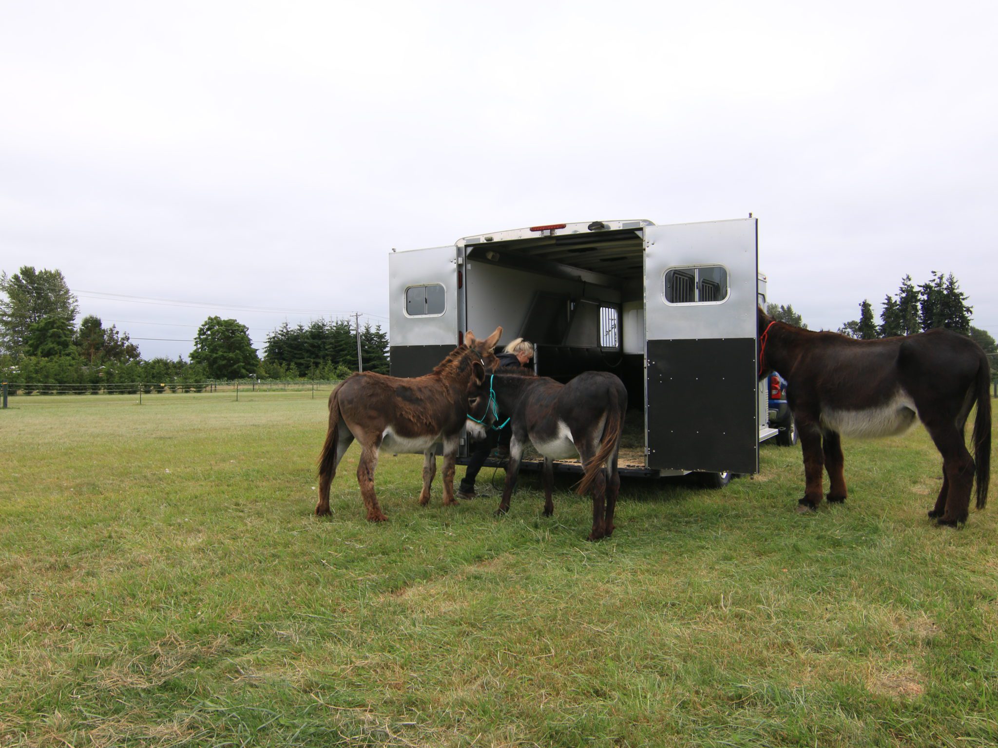 Donkey Training Trailer Loading - Donkey Whisperer Farm