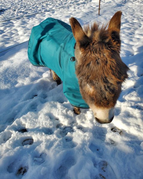 Miniature Donkey Blanket - Donkey Whisperer Farm