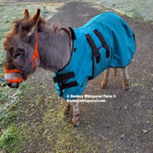 Donkey Whisperer Farm