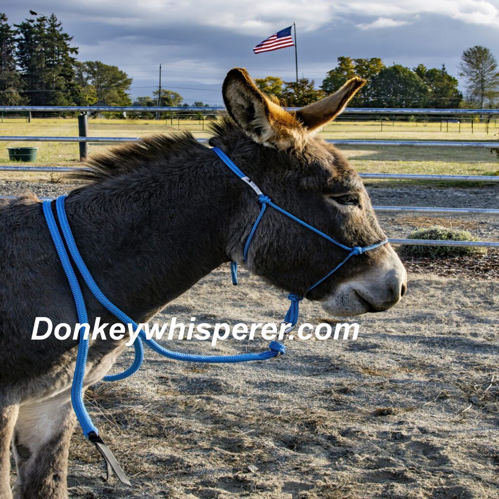 Burro Halter Combo - Donkey Whisperer Farm